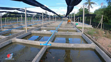Gold Fish Farm – Al-Aquarium.com