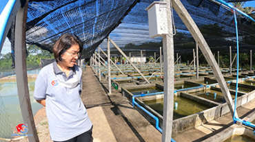 Gold Fish Farm – Al-Aquarium.com