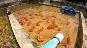 Gold Fish Farm – Al-Aquarium.com