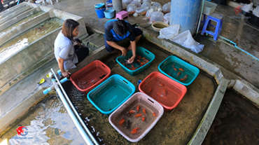 Gold Fish Farm – Al-Aquarium.com