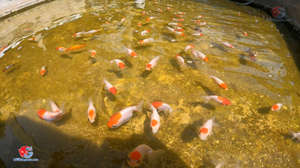 Gold Fish Farm – Al-Aquarium.com