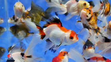 Gold Fish Farm – Al-Aquarium.com
