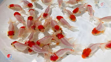 Gold Fish Farm – Al-Aquarium.com