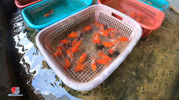Gold Fish Farm – Al-Aquarium.com